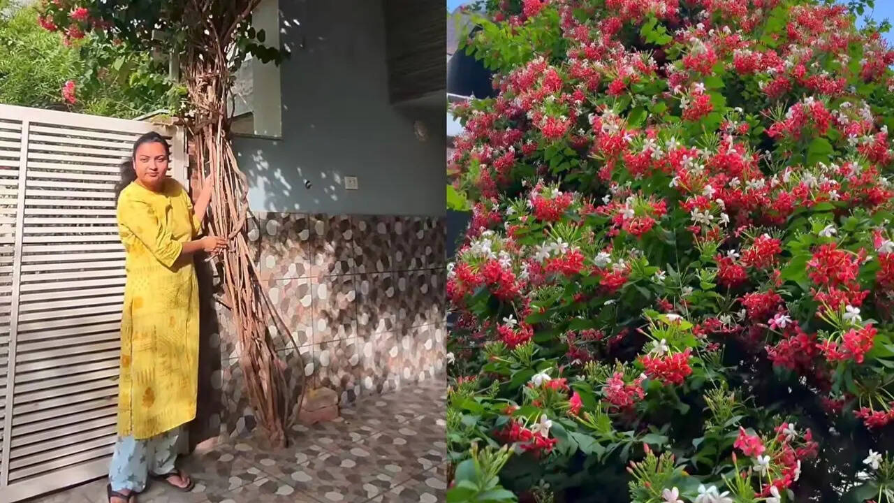 Looks like a house wrapped in flowers: Viral video of blooming ...