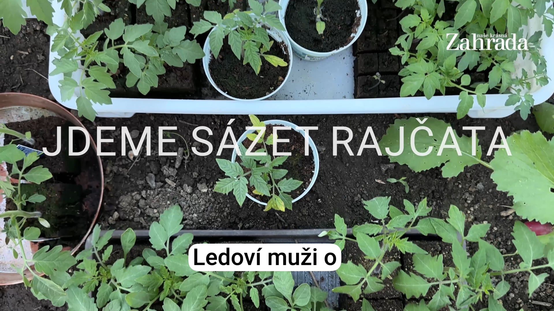 Nejčastější chyba po výsadbě rajčat: Zahrádkáři ji opakují každý rok a ...