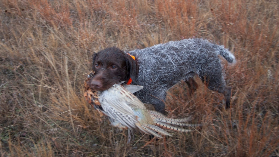 19 hunting dog breeds with exceptional field skills