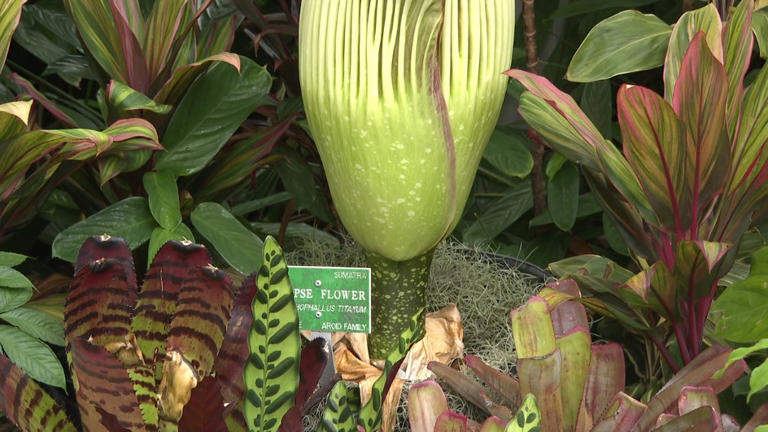 Foster Botanical Garden: Second corpse flower blooms this year