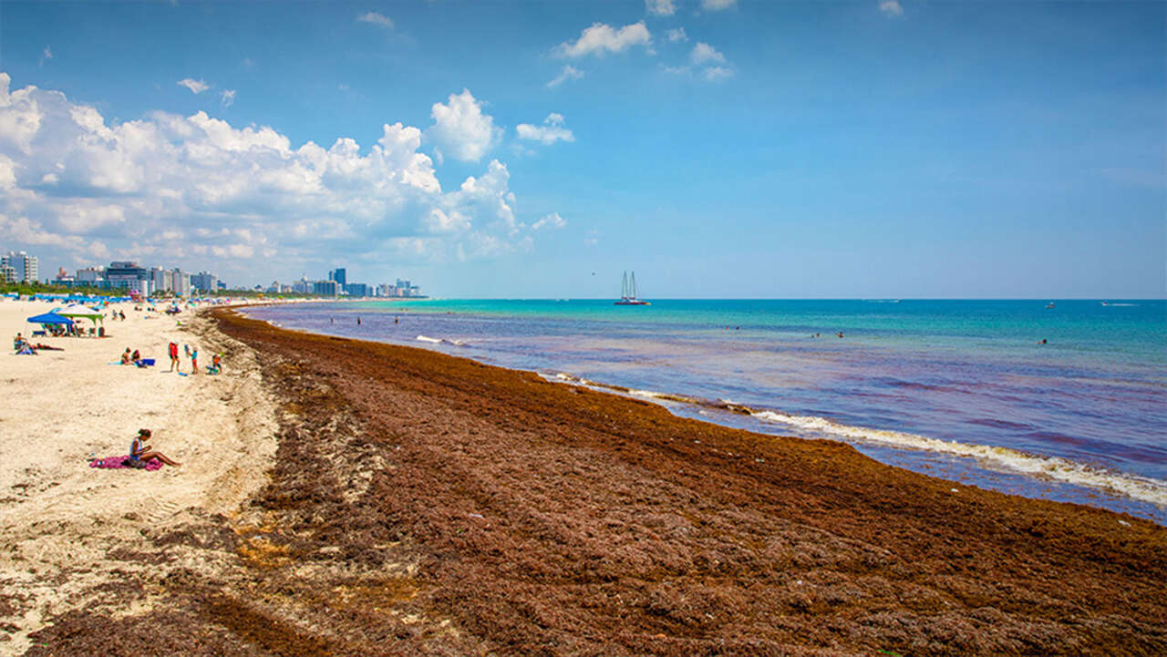 Unsightly seaweed chokes Gulf Coast beaches and Caribbean Sea