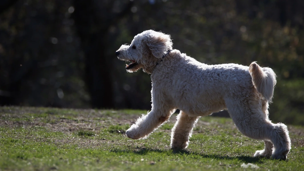 10 popular doodle dog breeds and their traits