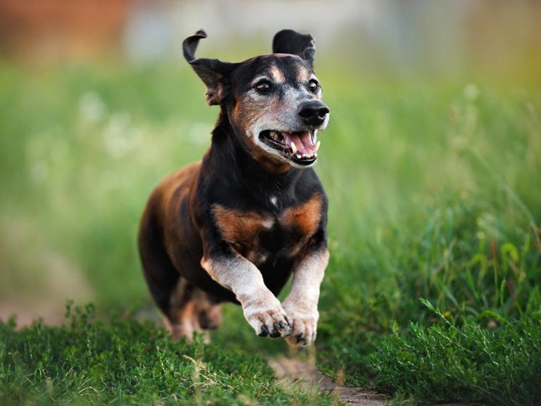 Dog adoption event at Little Compton's Sakonnet Vineyard