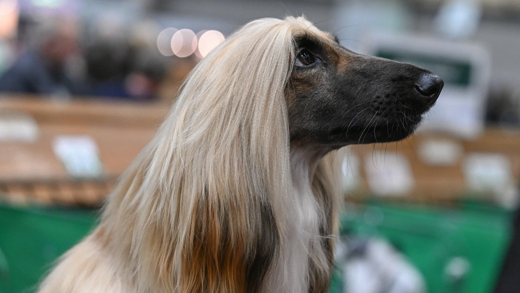 17 dog breeds known for stubborn personalities