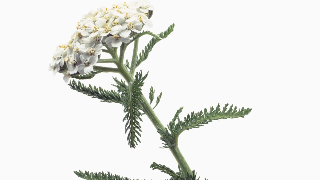 17 hardy perennials for color, texture, and yield