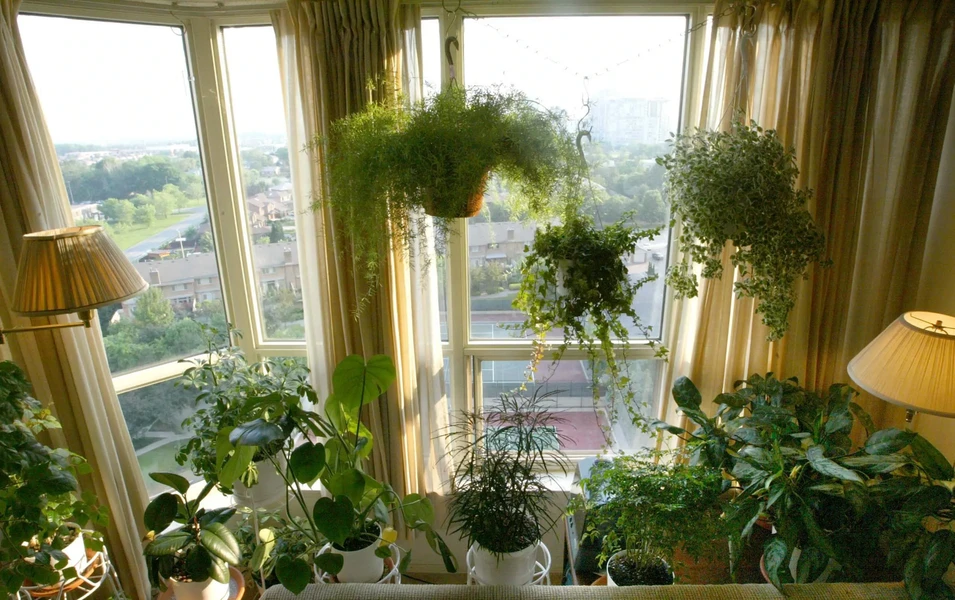 Breathe better with these indoor plant picks
