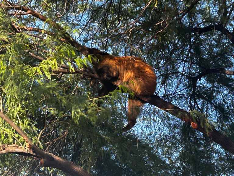 Yet another bear sighting reported in southern Arizona