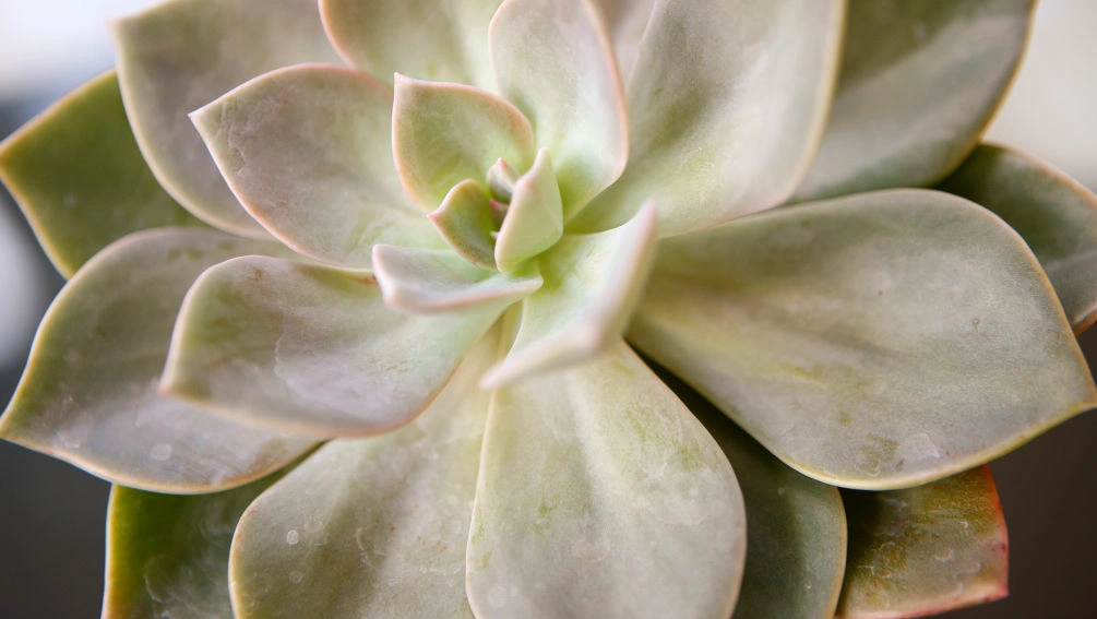 Succulent care tips every plant lover needs