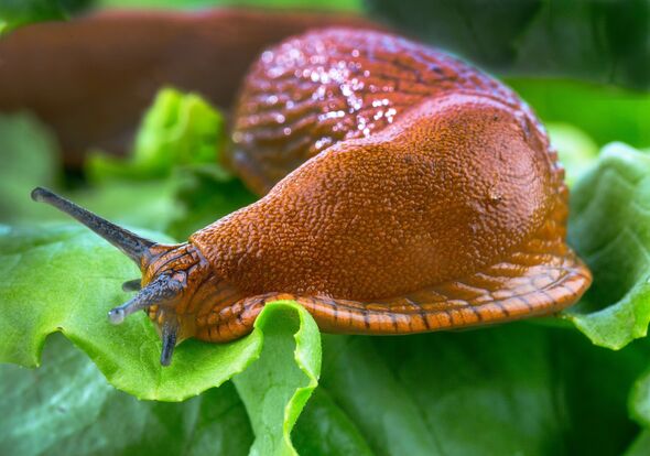 Keep slugs and snails off your potted plants with this surprising ...
