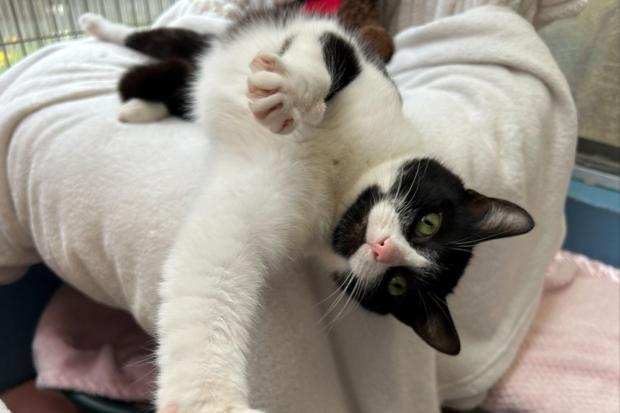 RSPCA warns of shelter capacity as it looks for adopters for four cats