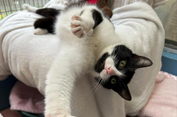 RSPCA warns of shelter capacity as it looks for adopters for four cats