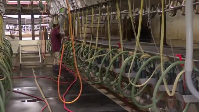 Highly pathogenic avian influenza found in Utah dairy