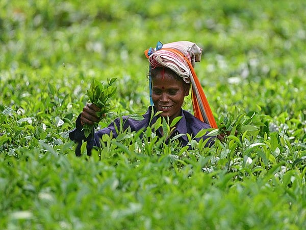 India’s orthodox tea exporters face demand slump amid West Asia crisis