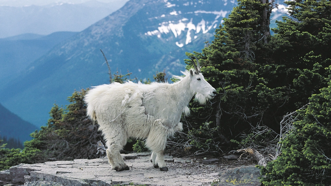 10 US states with mountain goat populations