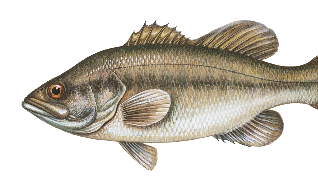 World record largemouth bass and the factors behind it