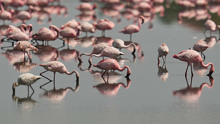 A flamboyance of flamingos flocks to Venice Lagoon thanks to EU ...