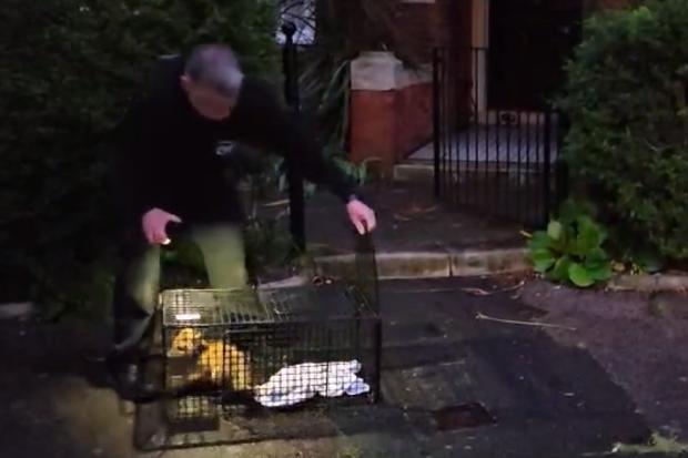 Fox cub rescued after becoming trapped in basement overnight