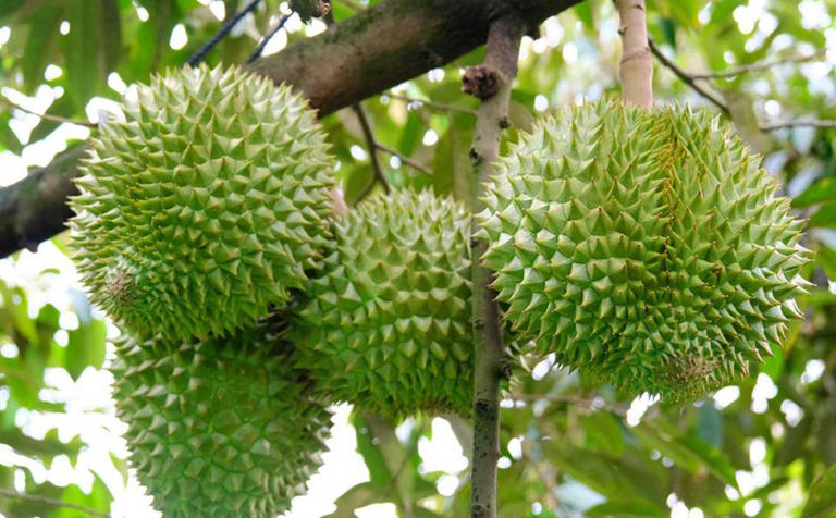 Giữ sầu riêng an toàn bằng các "khóa" cadmium từ gốc