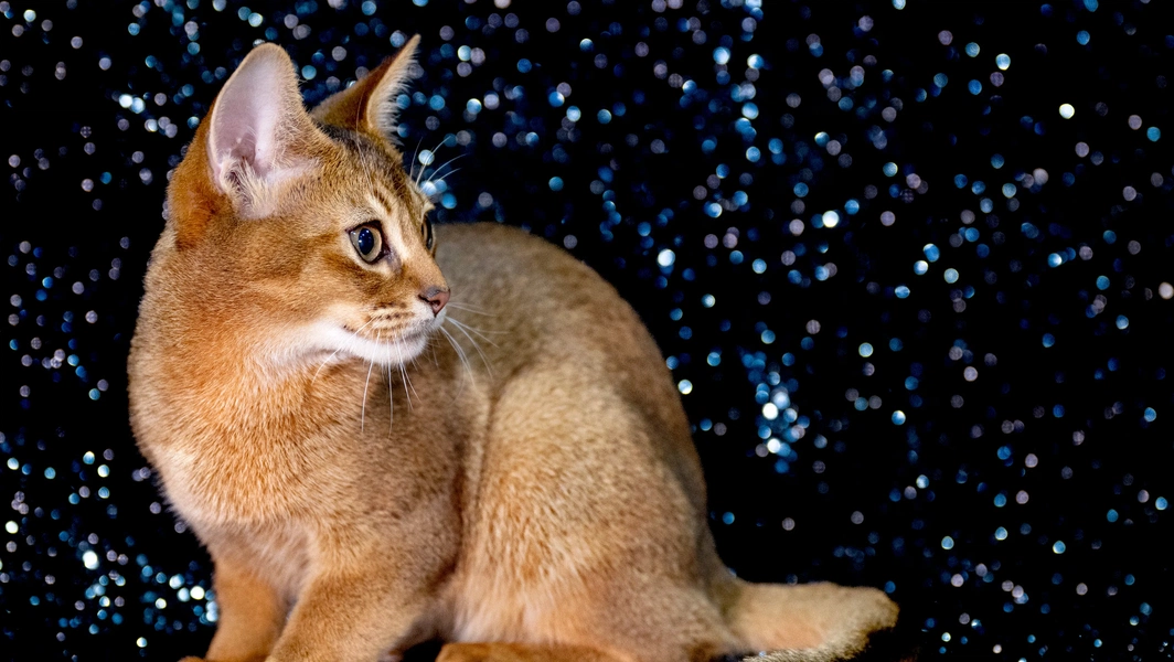7 cat breeds that get along with dogs