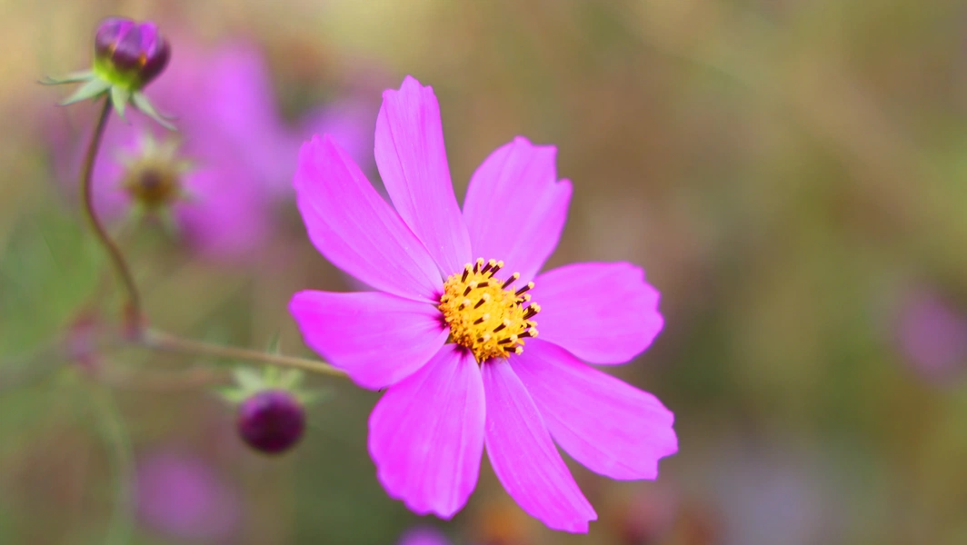 Cosmos flowers that thrive with ease