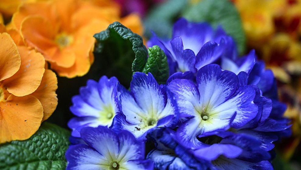 17 colorful spring flowers for vibrant gardens