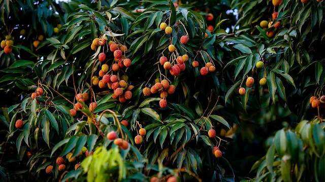 Litchi cultivation gains ground in Jammu as farmers reap higher returns ...