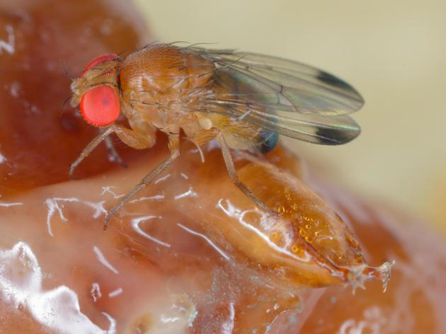 Sie macht Kirschen, Beeren und Tomaten matschig: Stoppen Sie diese ...