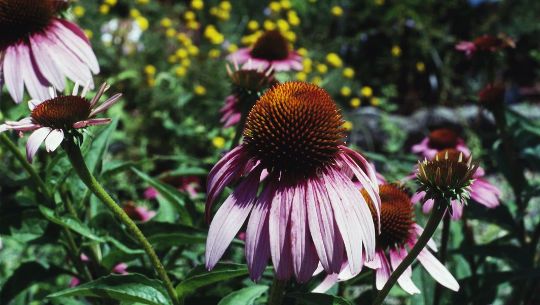 17 hardy perennials for color, texture, and yield
