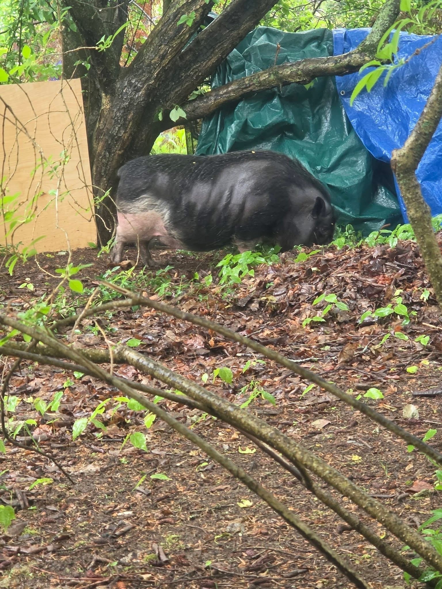 How a pig whisperer helped rescue Bridgewater's celebrity stray pig