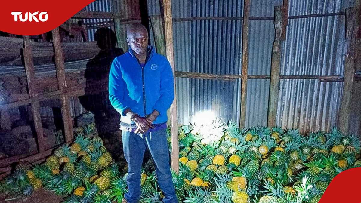 Murang'a: Police arrest 1 suspect, recover suspected stolen pineapples