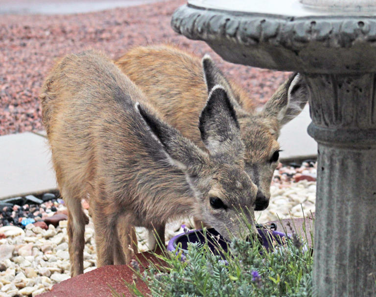 What to do if you find an injured or lost animal in Pueblo