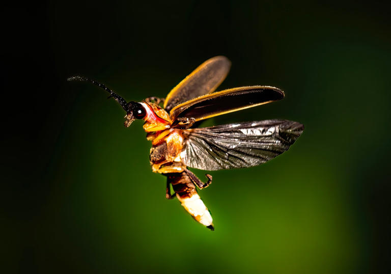 The world is going crazy over fireflies