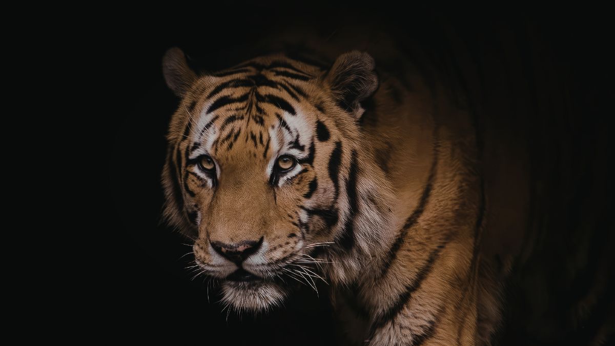 Tiger reserves in India: State-wise list and importance