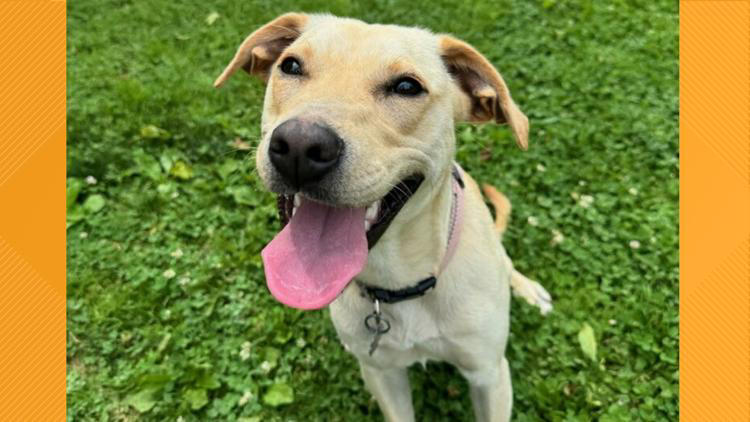 Furry friends | Meet Lilly