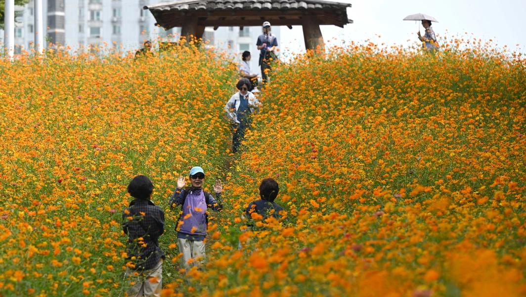 Cosmos flowers that thrive with ease