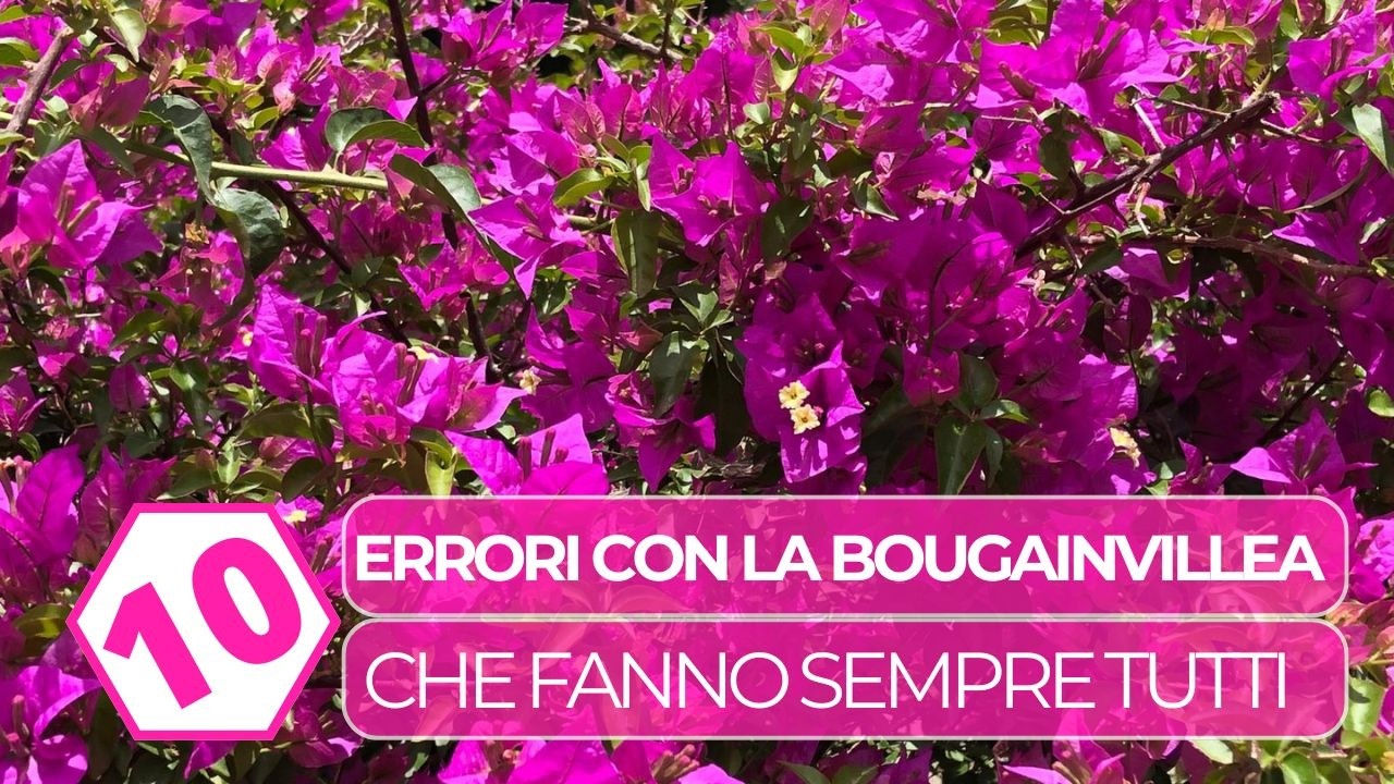 10 errori con la bougainvillea che fanno sempre tutti