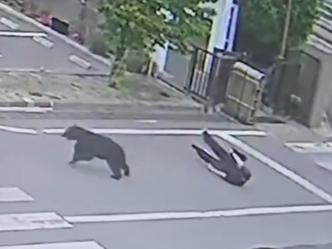 Bär attackiert Mann mitten in der Stadt