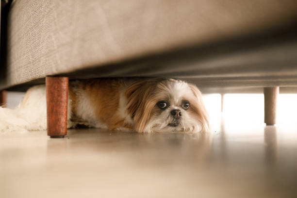 Shelter dog hiding in a corner shows what fear can look like