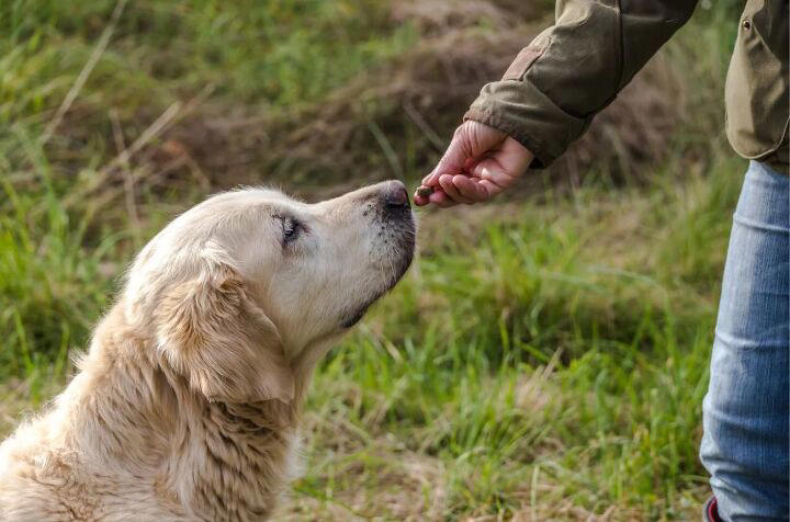 How to stop your dog barking at other dogs: 6 tips for peaceful walks