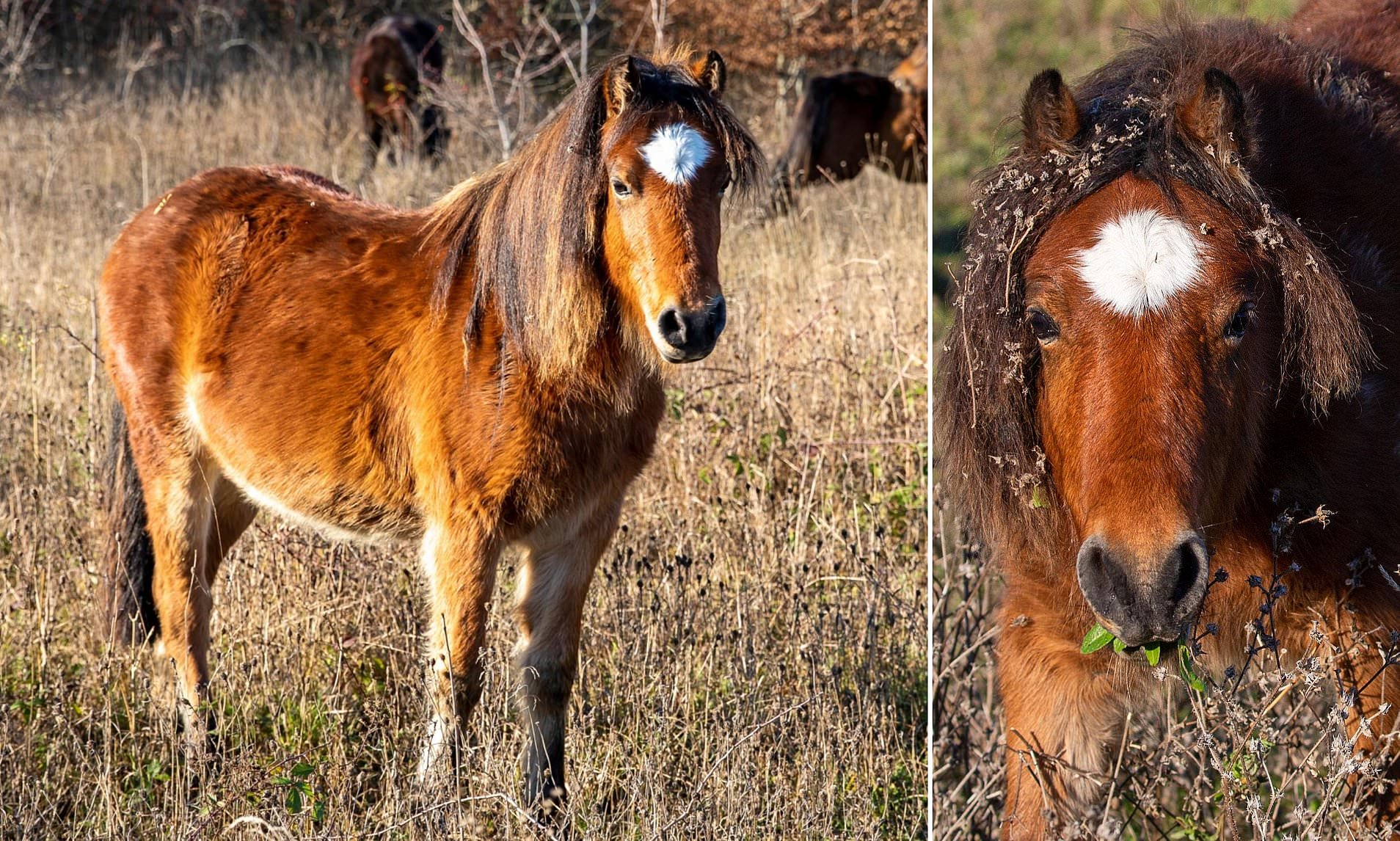 Fears Dartmoor's endangered wild ponies could become extinct under ...