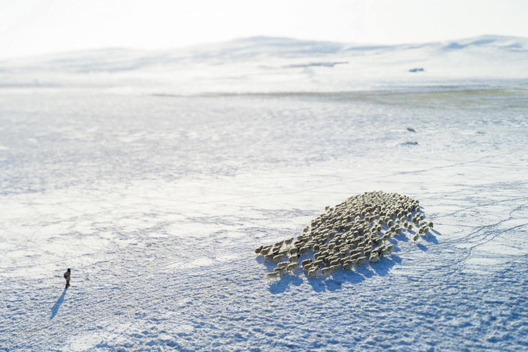 No people, just sheep: The unlikely job that Chinese college grads ...