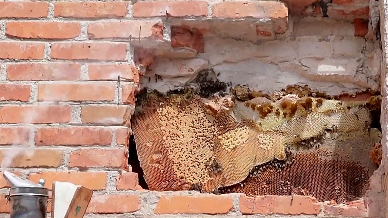 Imkers slopen muur om massale bijenkolonie te redden in Madrid