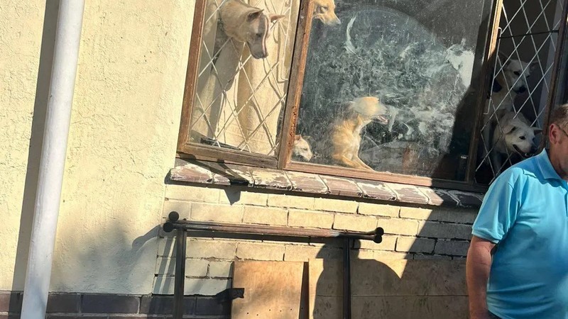 'Those dogs are my children' - Rescuer defends keeping 68 dogs at ...
