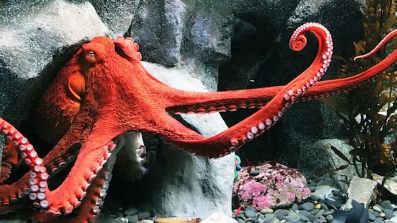 Watch what happens when a giant octopus drags its prey into the darkness