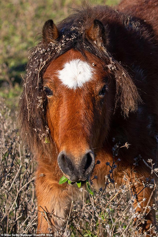 Fears Dartmoor's endangered wild ponies could become extinct under ...