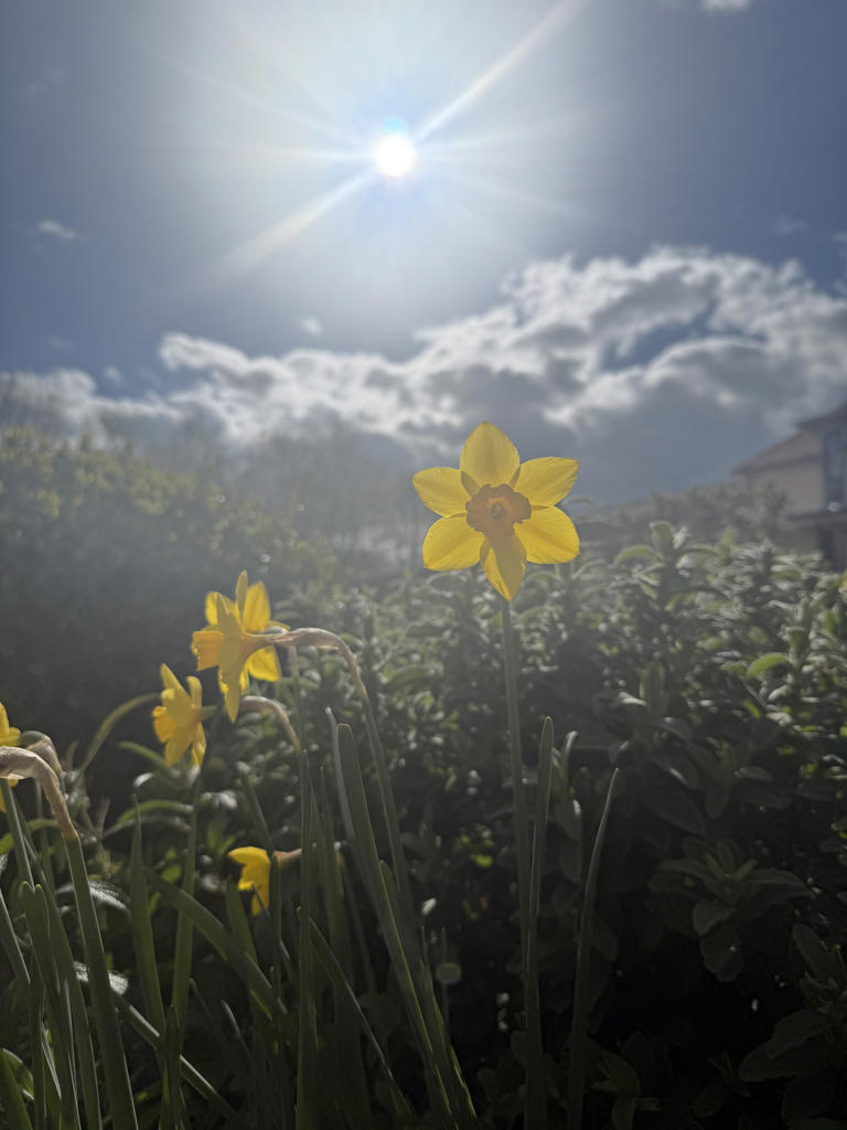 Marie Curie Hospice celebrates open gardens in Solihull this June