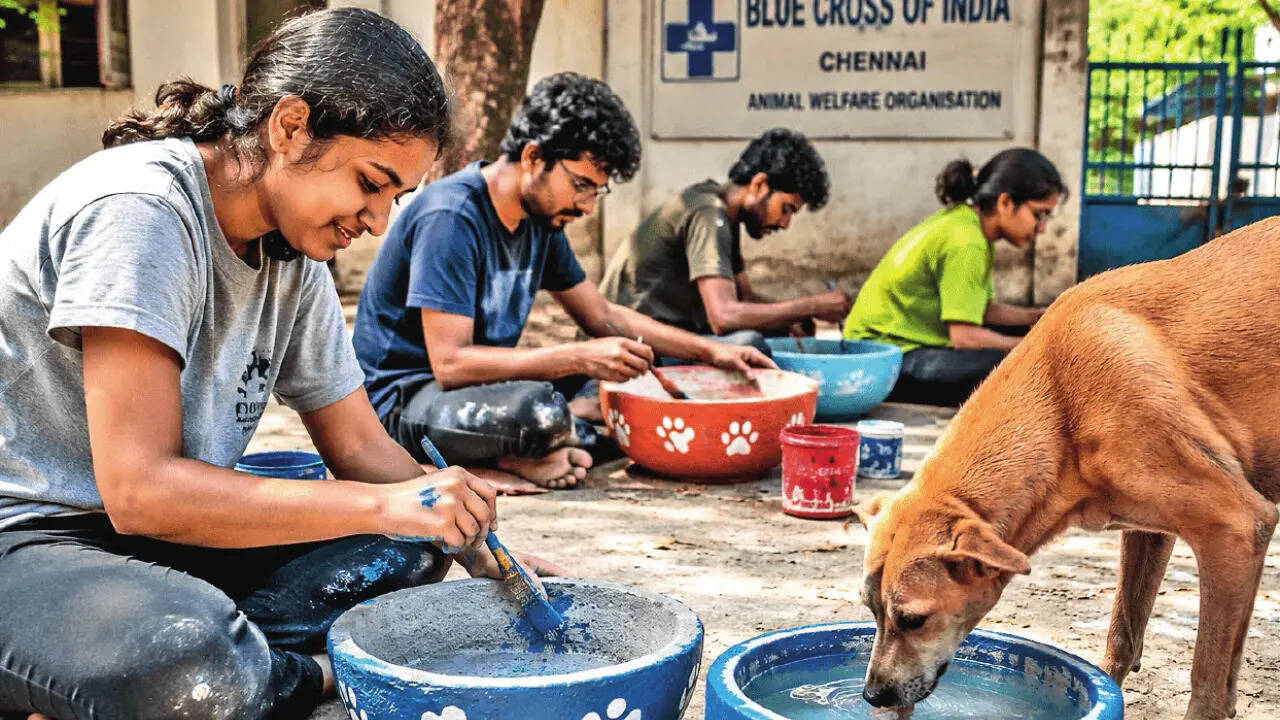 Helping quench animals’ thirst across the city, one bowl at a time this ...