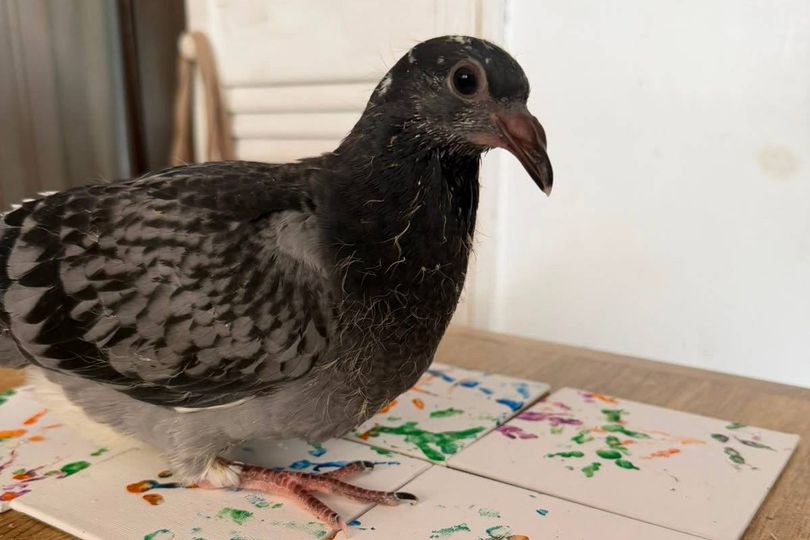 I made £1,200 on Vinted - selling pictures painted by pigeons