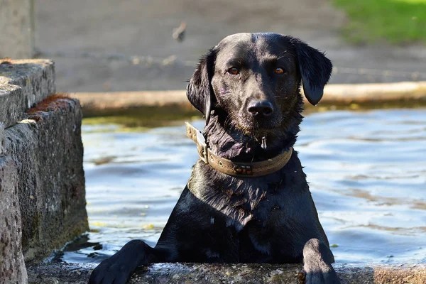 PDSA shares vet-backed steps to prevent pets overheating