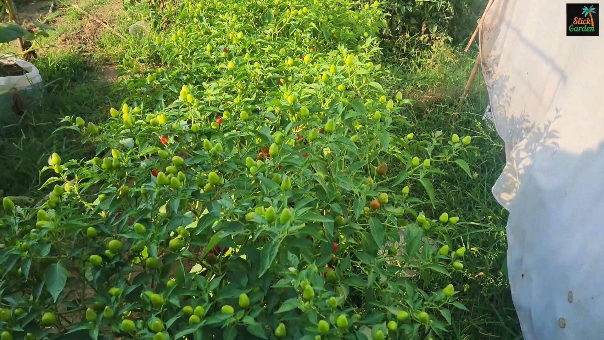 Hot pepper care: 3 secret tips for a massive yield